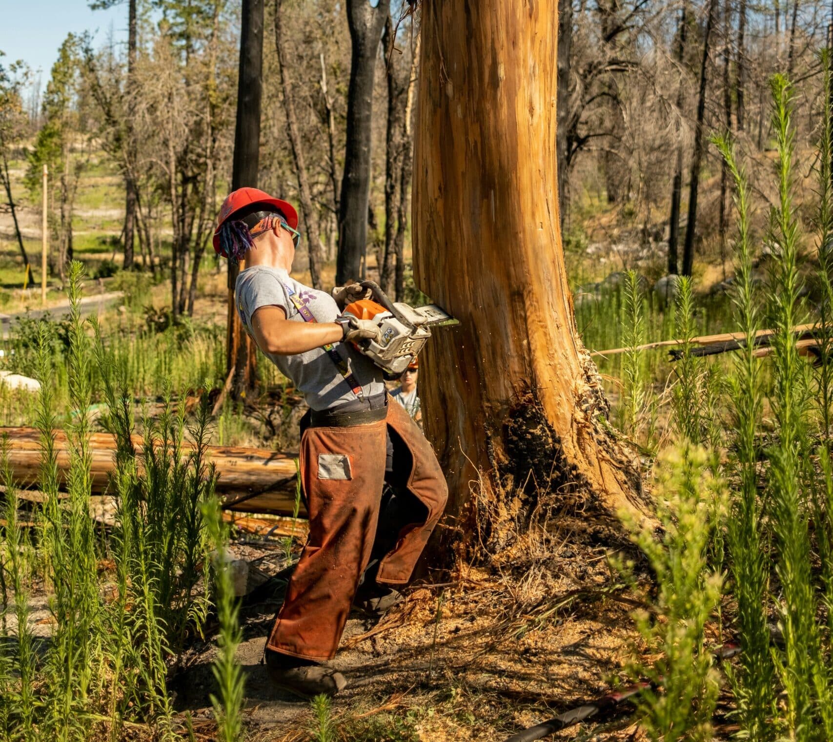 How to Cut Down Big Trees: A Comprehensive Guide for UK Homeowners | Tree Services in Nottingham ...